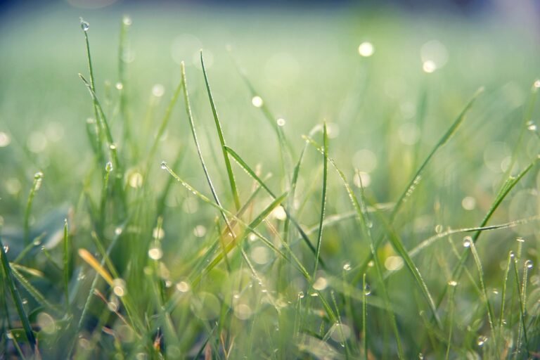wet | English for the Planet