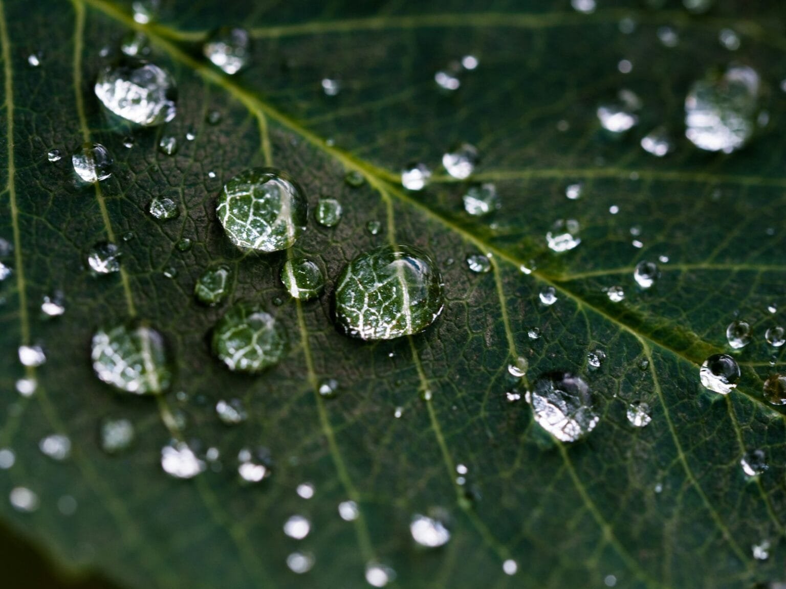 water | English for the Planet
